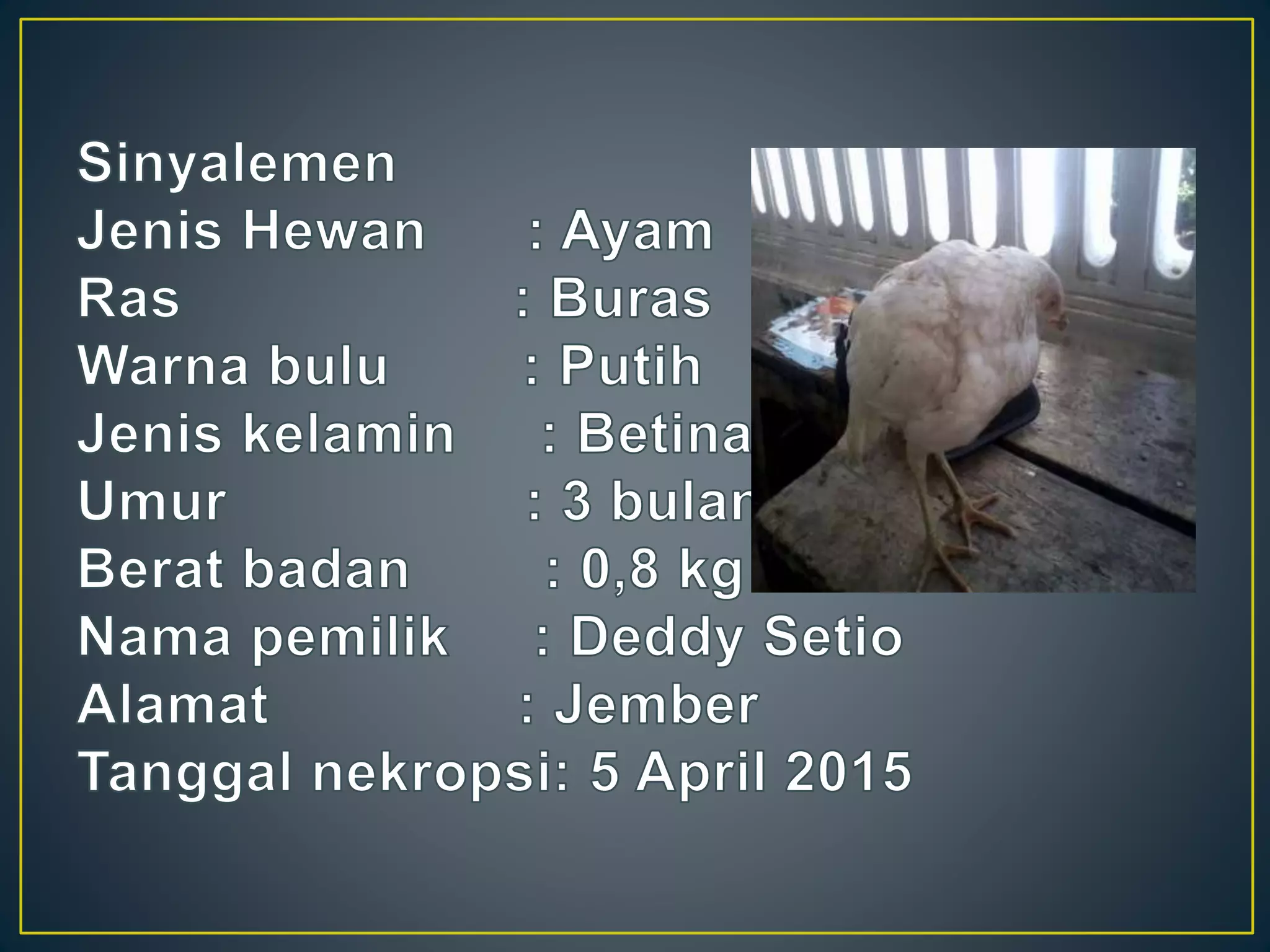 Diagnosa morfologis ayam buras | PPTX