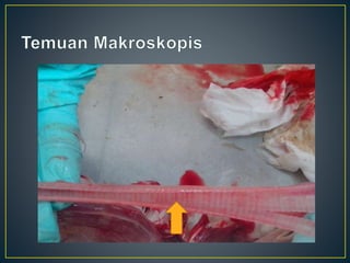 Diagnosa morfologis ayam buras | PPT