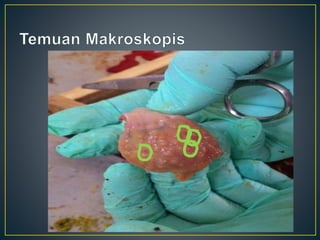 Diagnosa morfologis ayam buras | PPT