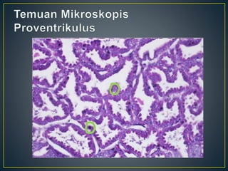 Diagnosa morfologis ayam buras | PPT