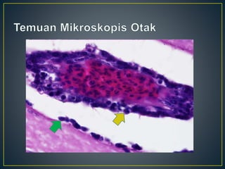 Diagnosa morfologis ayam buras | PPT