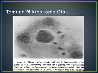 Diagnosa morfologis ayam buras | PPT
