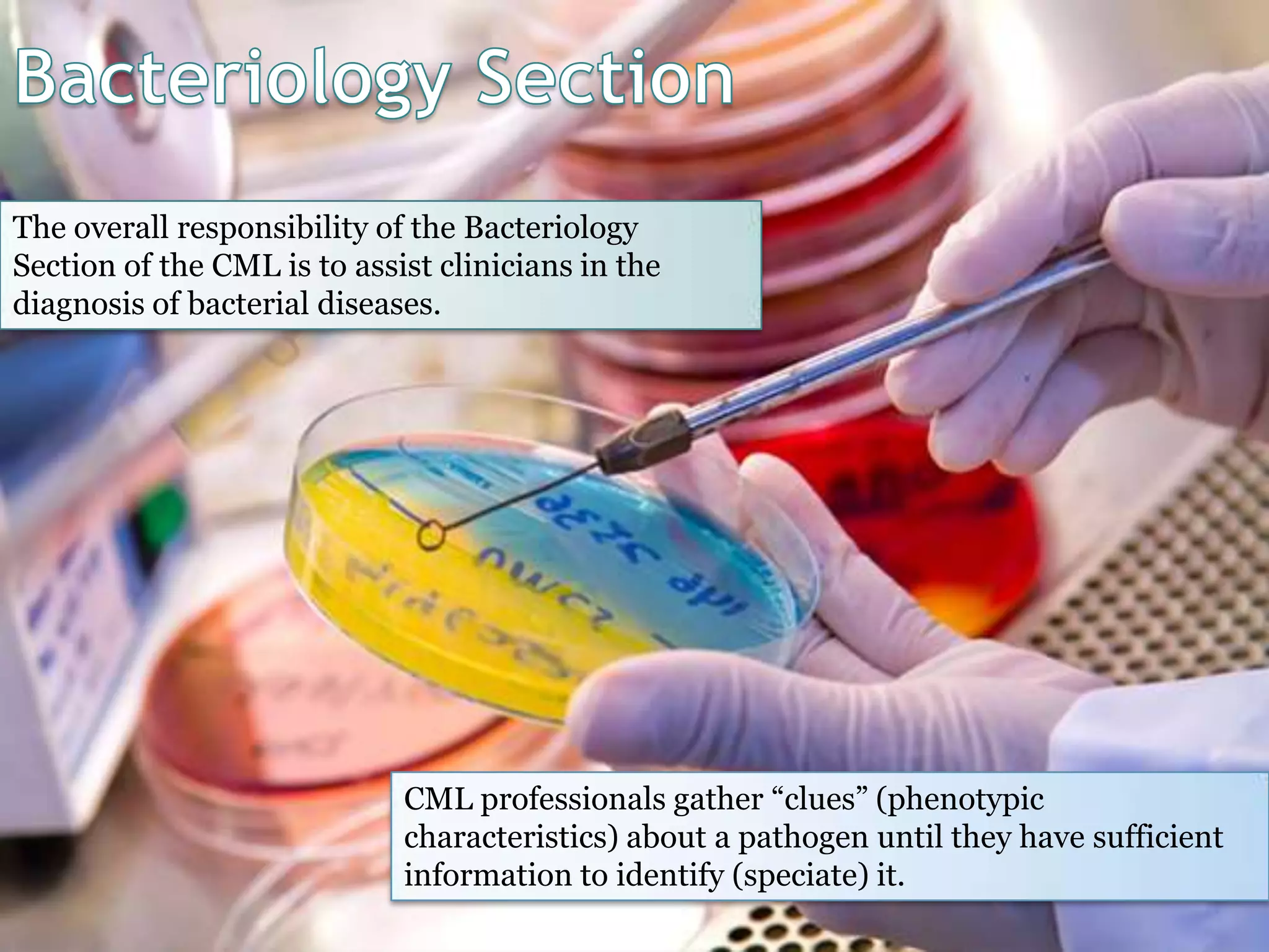 Chapter 13 Diagnosing Infectious Diseases | PPTX