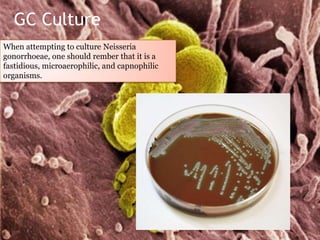 Chapter 13 Diagnosing Infectious Diseases | PPTX