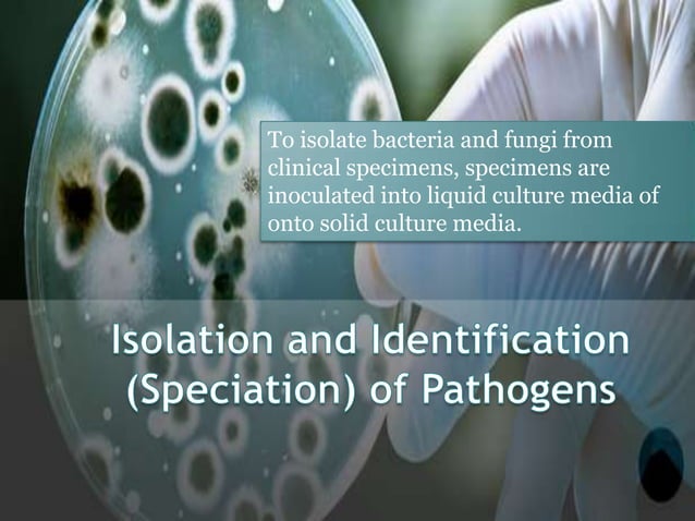 Chapter 13 Diagnosing Infectious Diseases | PPTX | Infectious Diseases | Diseases and Conditions