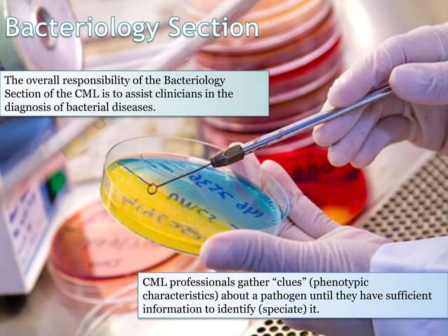 Chapter 13 Diagnosing Infectious Diseases | PPTX | Infectious Diseases ...