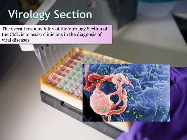 Chapter 13 Diagnosing Infectious Diseases | PPTX | Infectious Diseases | Diseases and Conditions