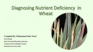Diagnosing nutrient deficieny in wheat | PPTX