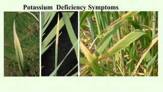 Diagnosing nutrient deficieny in wheat | PPTX