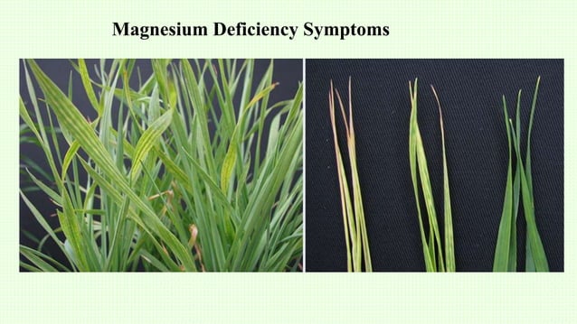 Diagnosing nutrient deficieny in wheat | PPTX