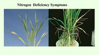 Diagnosing nutrient deficieny in wheat | PPTX