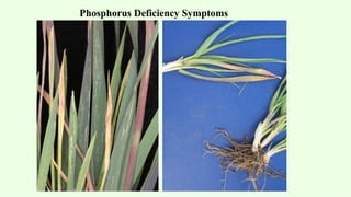 Diagnosing nutrient deficieny in wheat | PPTX