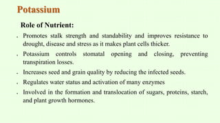 Diagnosing nutrient deficieny in wheat | PPTX