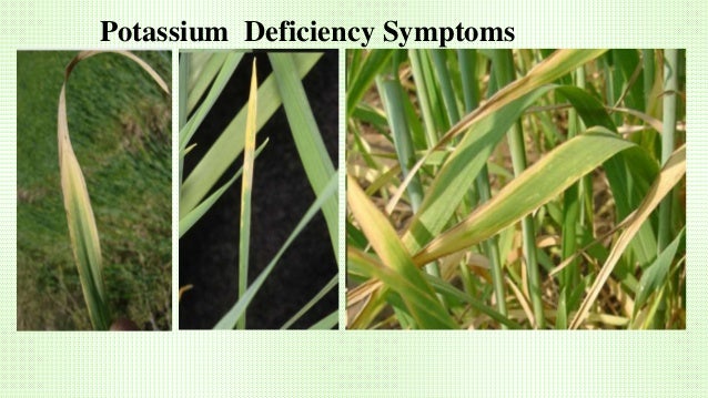 Diagnosing nutrient deficieny in wheat