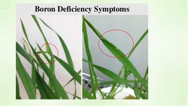 Diagnosing nutrient deficieny in wheat