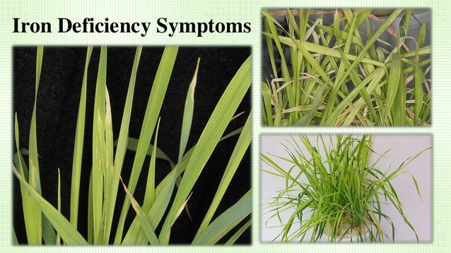 Wheat Deficiency Symptoms _ Sulfur Deficiency Symptoms in Food Crops ...