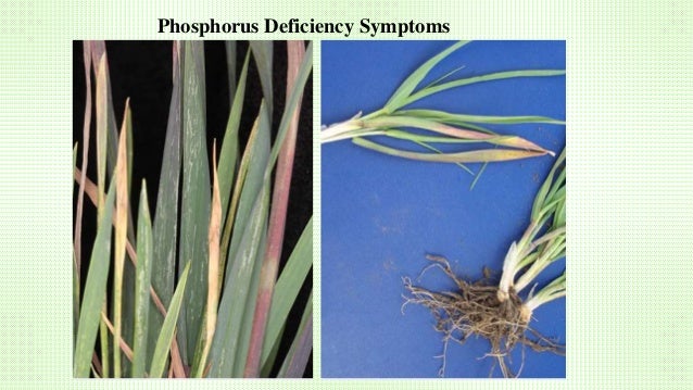 Diagnosing nutrient deficieny in wheat