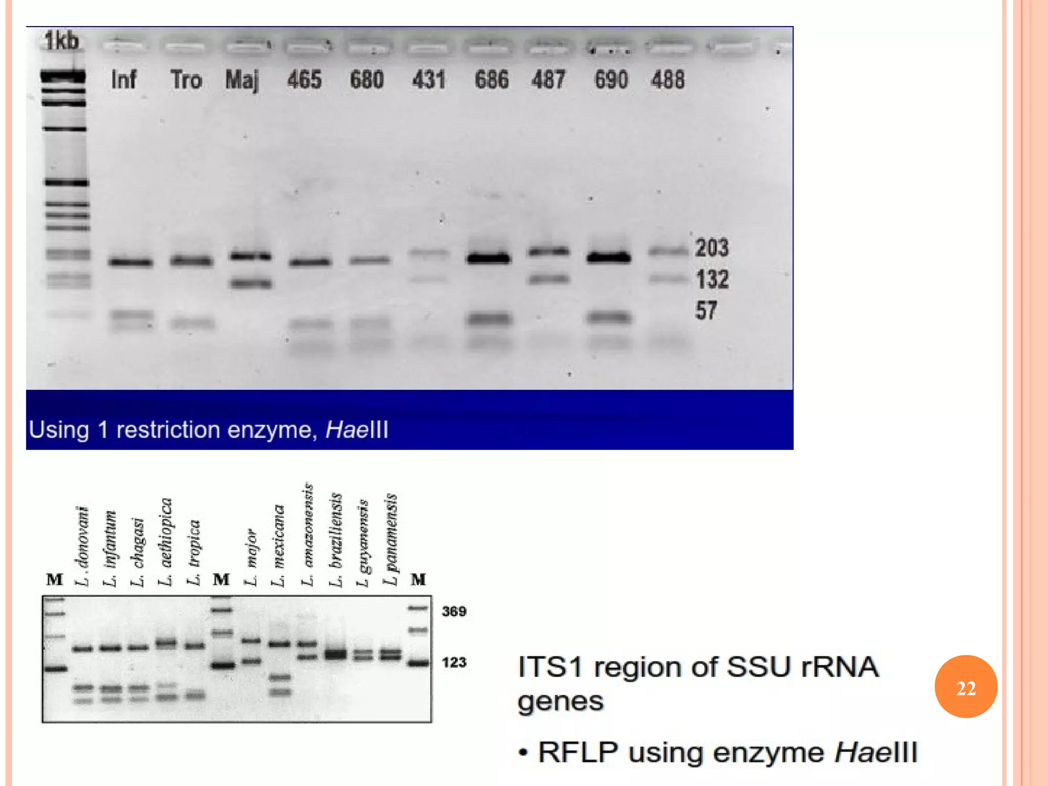 Diagnosis and Characterization of Leishmania Species Using PCR-RFLP | PPT