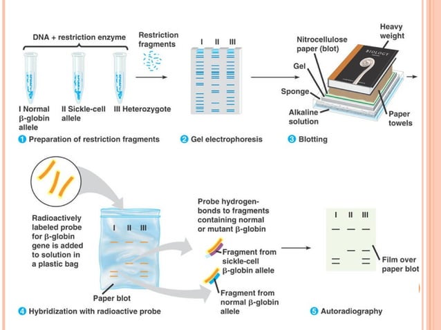 Diagnosis and Characterization of Leishmania Species Using PCR-RFLP | PPT