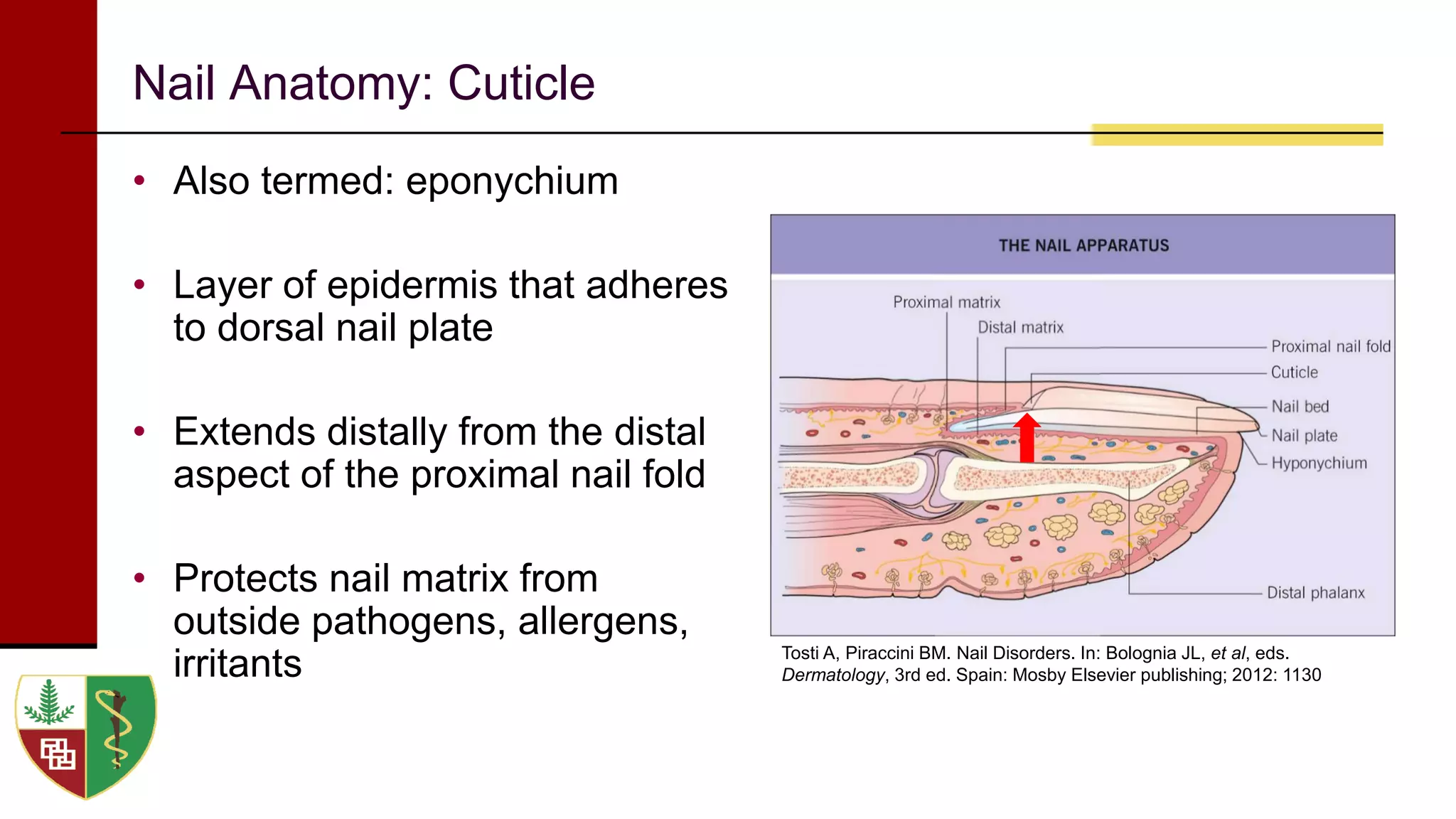 diagnosis_and_management_of_common_nail_disorders_-_yost.pdf