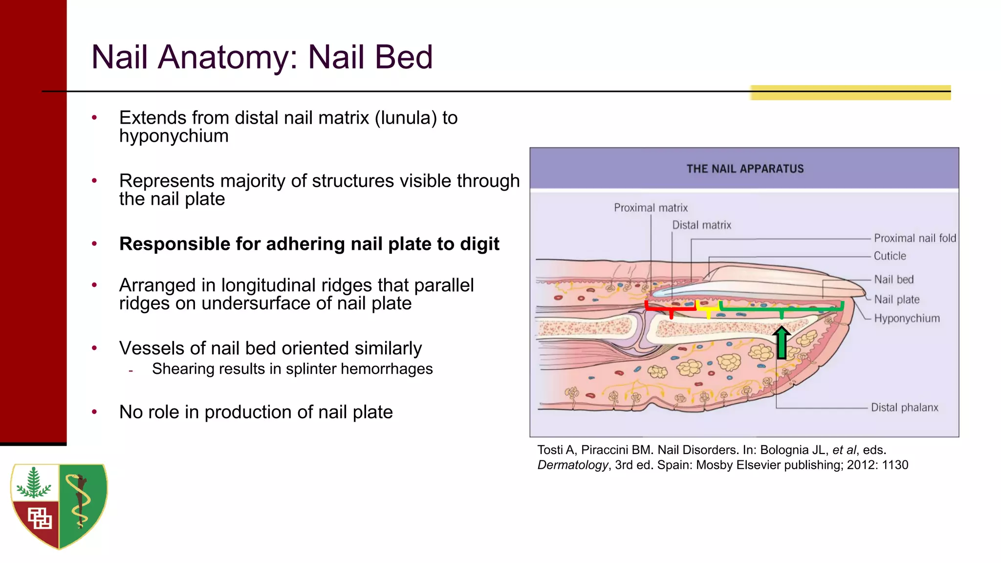 diagnosis_and_management_of_common_nail_disorders_-_yost.pdf