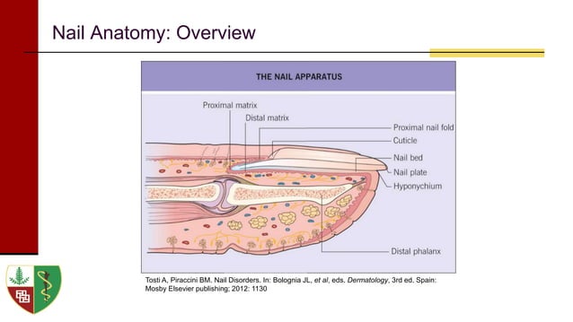 diagnosis_and_management_of_common_nail_disorders_-_yost.pdf
