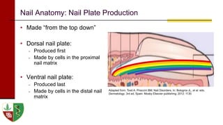 diagnosis_and_management_of_common_nail_disorders_-_yost.pdf