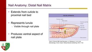 diagnosis_and_management_of_common_nail_disorders_-_yost.pdf