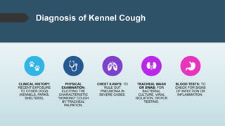 Diagnosis and treatment of clinical cases of respiratory system in ...