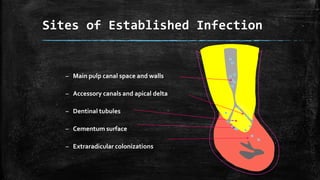 Diagnosis and Treatment of Endodontic Infection.pptx