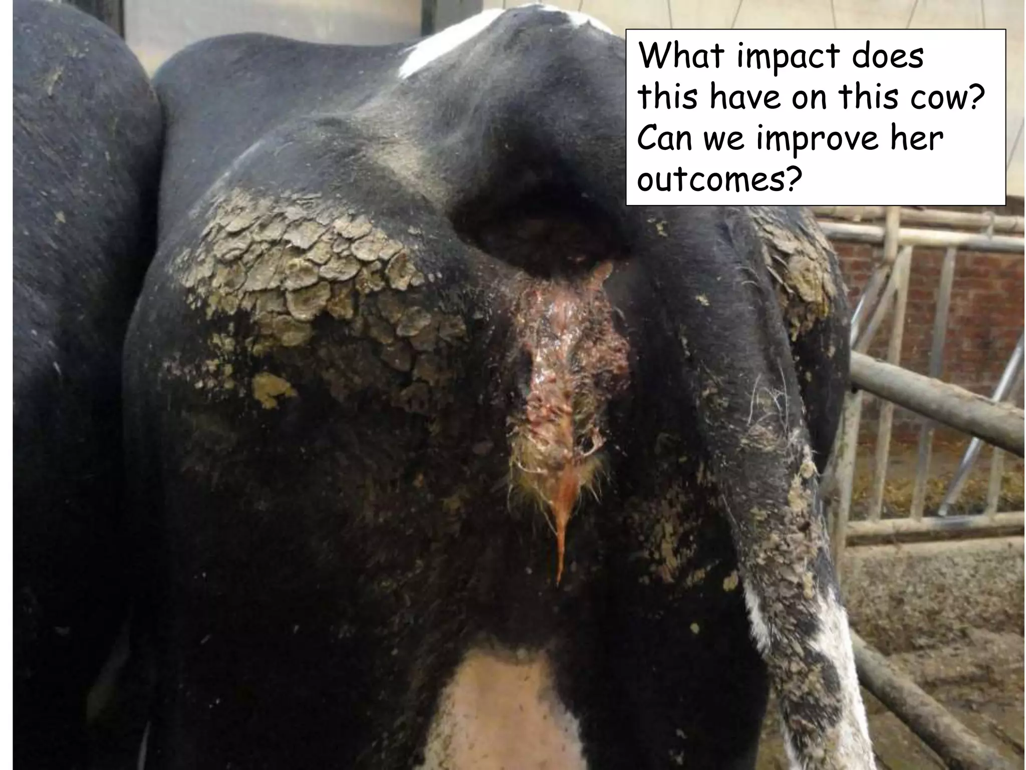 Diagnosis and Treatment of Metritis | PPTX