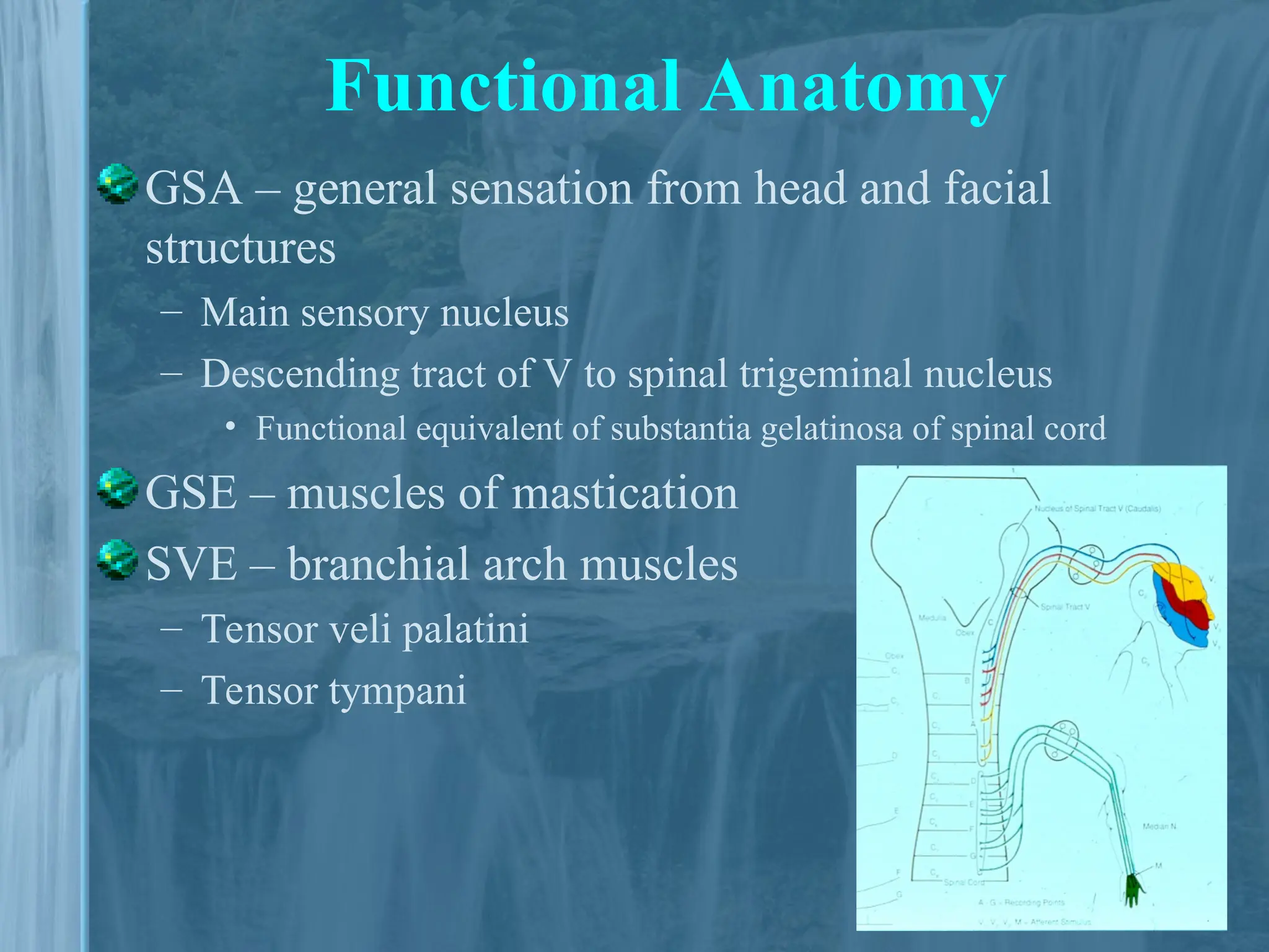 Diagnosis and Treatment of Trigeminal Neuralgia.ppt