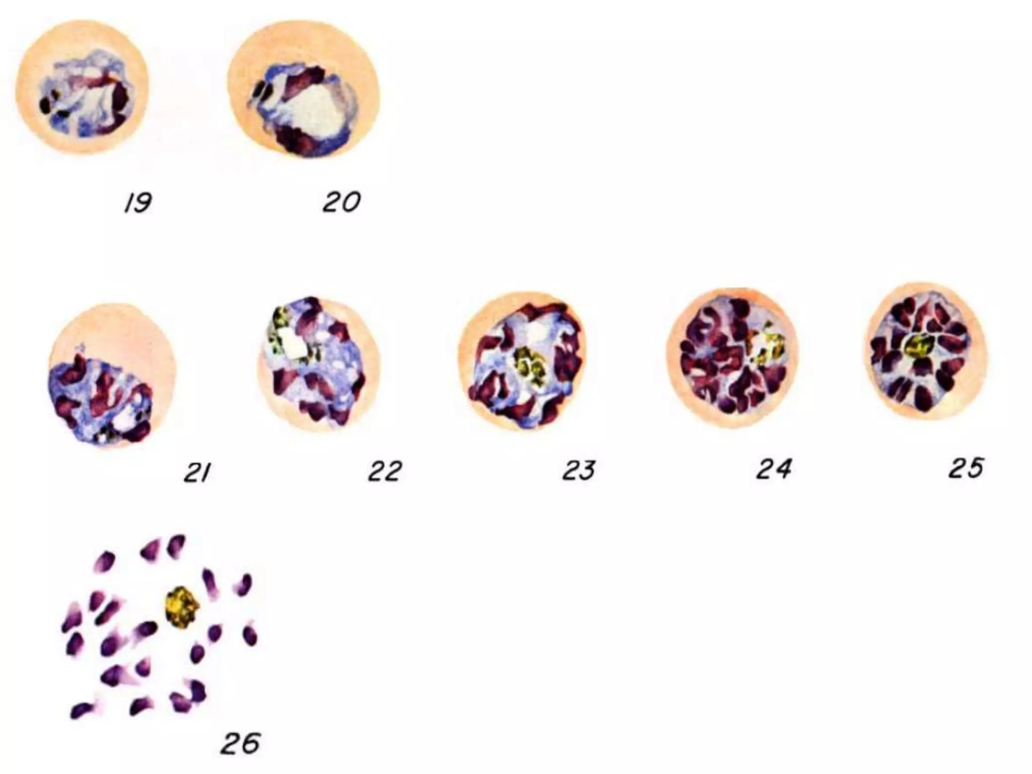 Diagnosis & blood stages of malaria . | PPTX