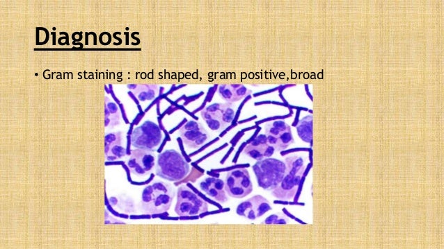 Diagnosis of anthrax