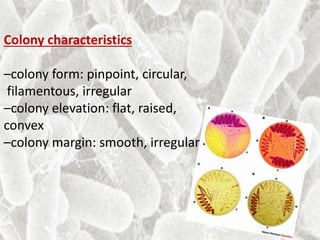 Diagnosis of bacterial diseases | PPTX