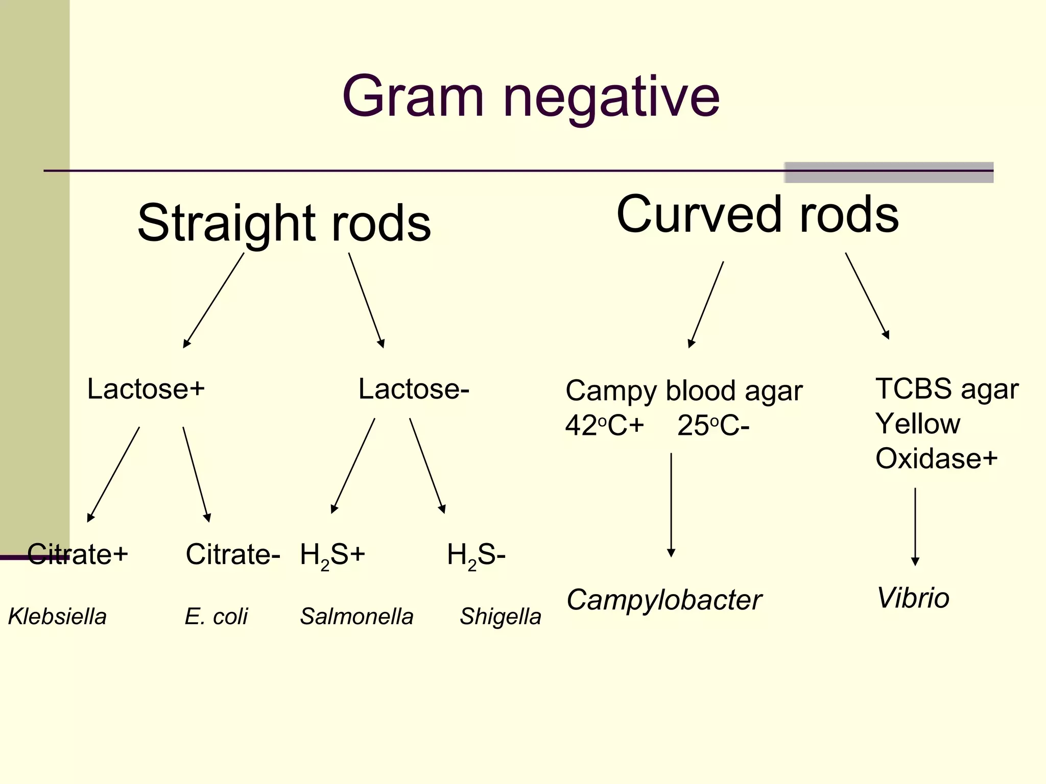 diagnosis of bacterial diseases.pdf