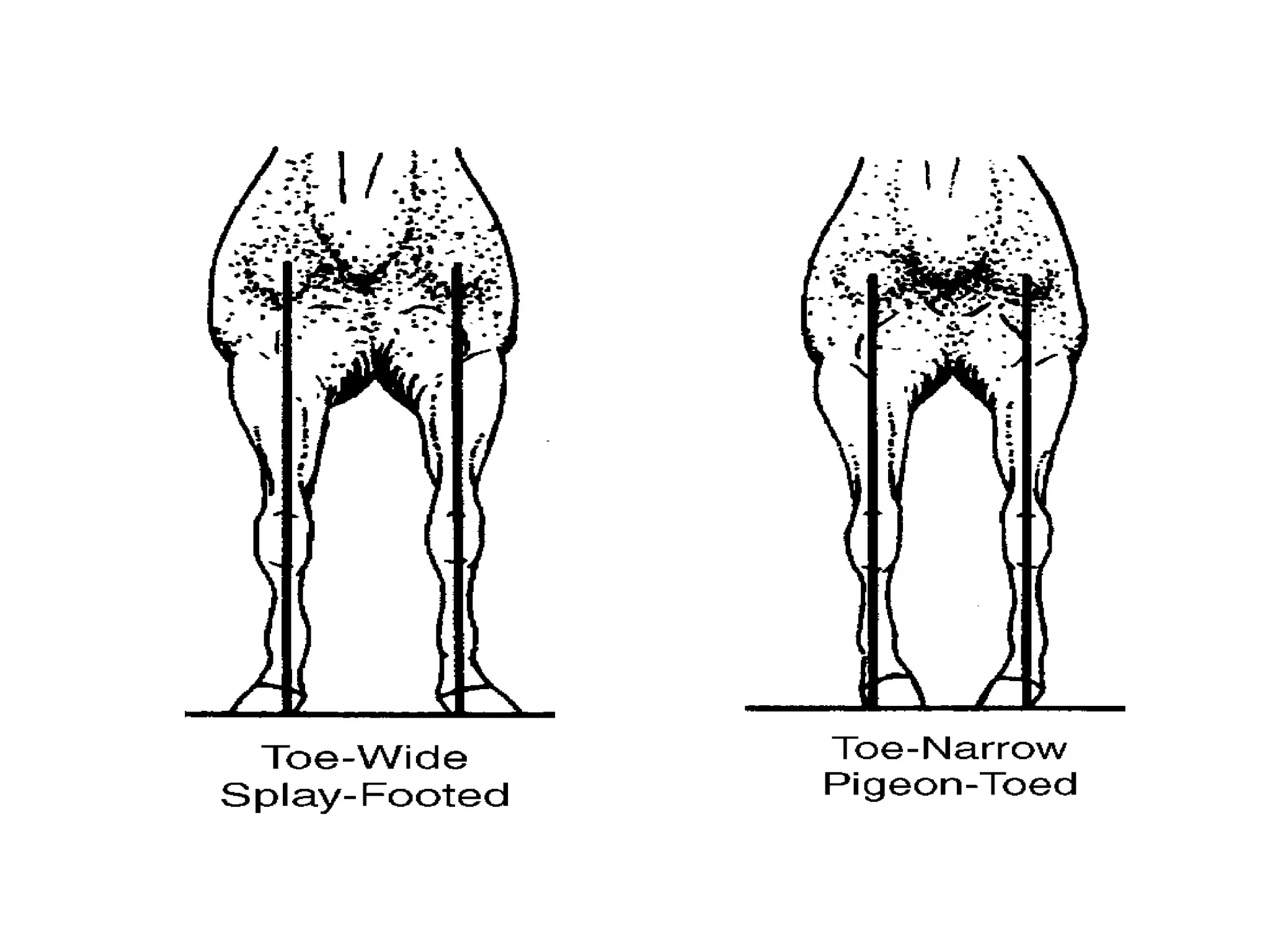 Diagnosis of equine limb lameness | PPSX
