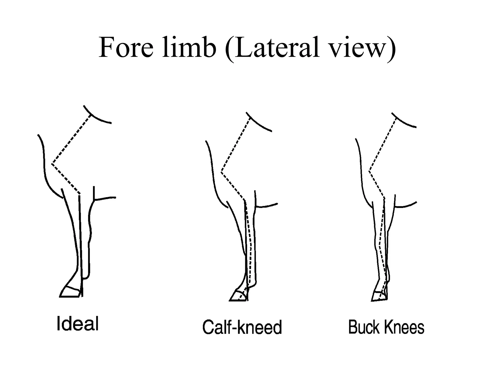 Diagnosis of equine limb lameness | PPSX