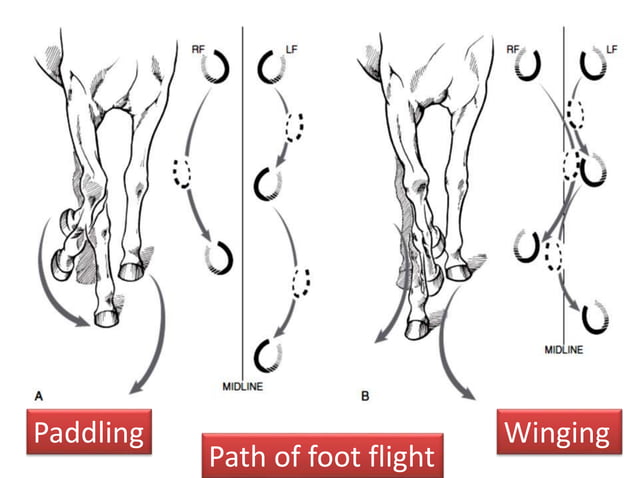 Diagnosis of equine limb lameness | PPSX