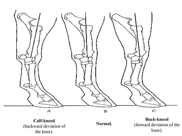 Diagnosis of equine limb lameness | PPSX