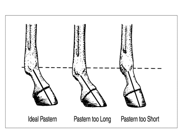 Diagnosis of equine limb lameness | PPSX