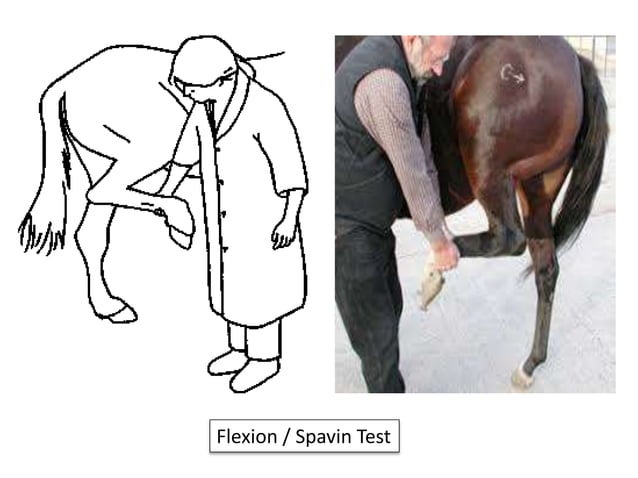 Diagnosis of equine limb lameness | PPSX