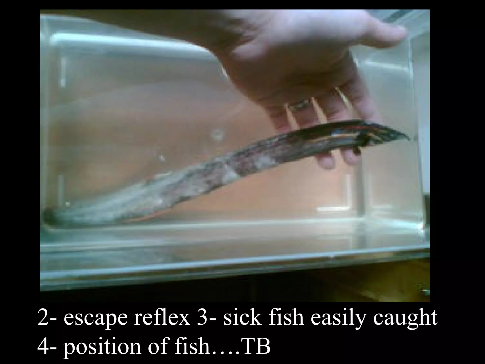 Diagnosis of fish diseases | PPT