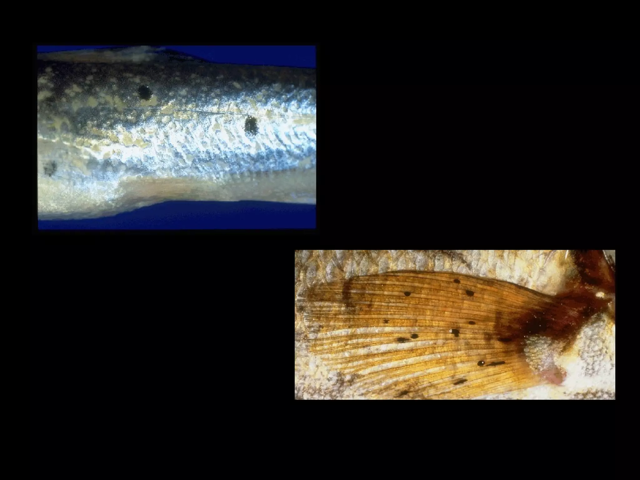 Diagnosis of fish diseases | PPT