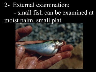 Diagnosis of fish diseases | PPT