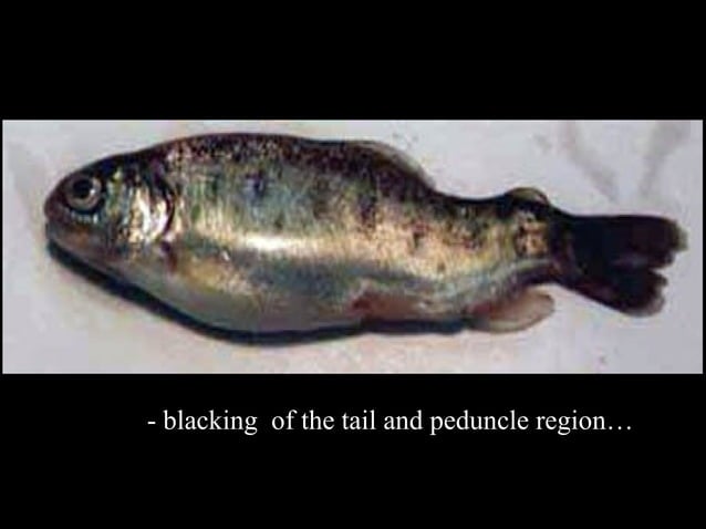Diagnosis of fish diseases | PPT | Diseases and Conditions | Medical Health