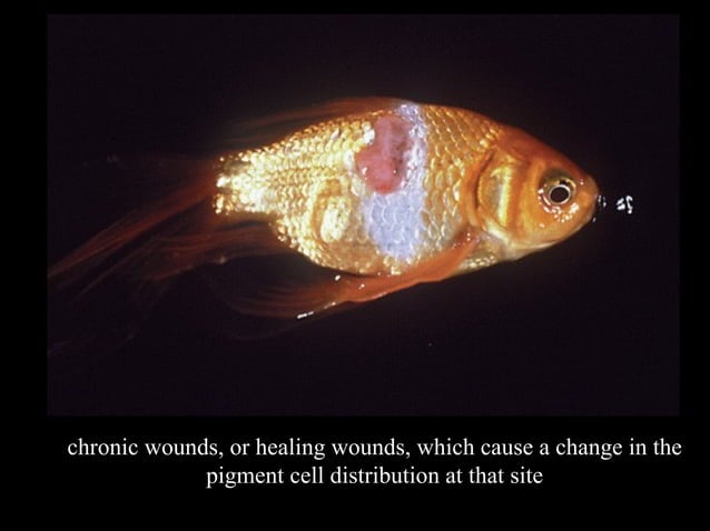 Diagnosis of fish diseases | PPT
