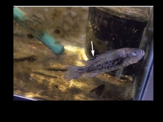 Diagnosis of fish diseases | PPT