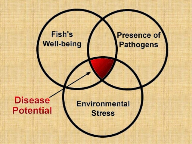 Diagnosis of fish diseases | PPT | Diseases and Conditions | Medical Health