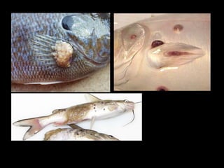 Diagnosis of fish diseases | PPT